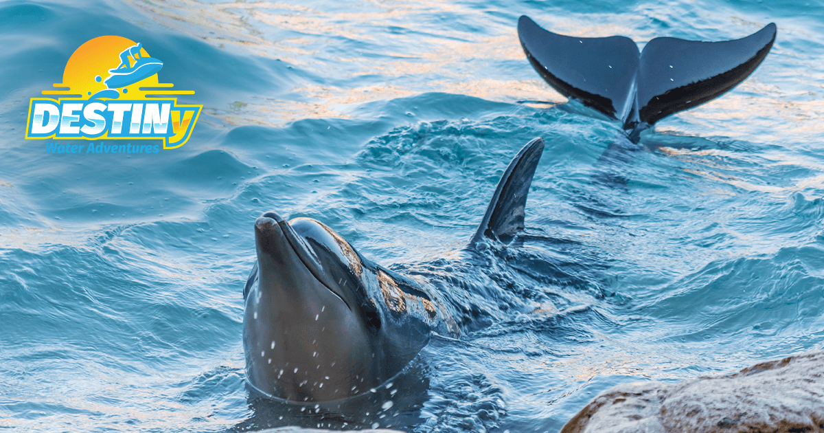 Snorkeling in Destin Florida: What to Know and Where to Go